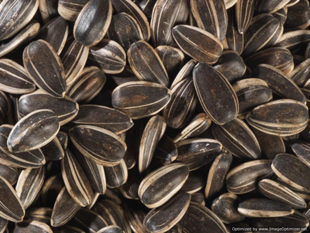 Çekirdek Çeşitleri | Kuruyemişcin